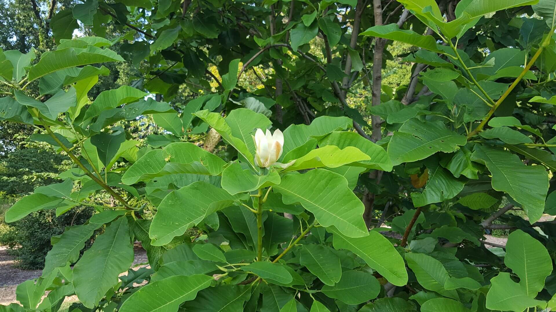 Landscape Architect | Cucumber Magnolia Tree | Landscape Design blog
