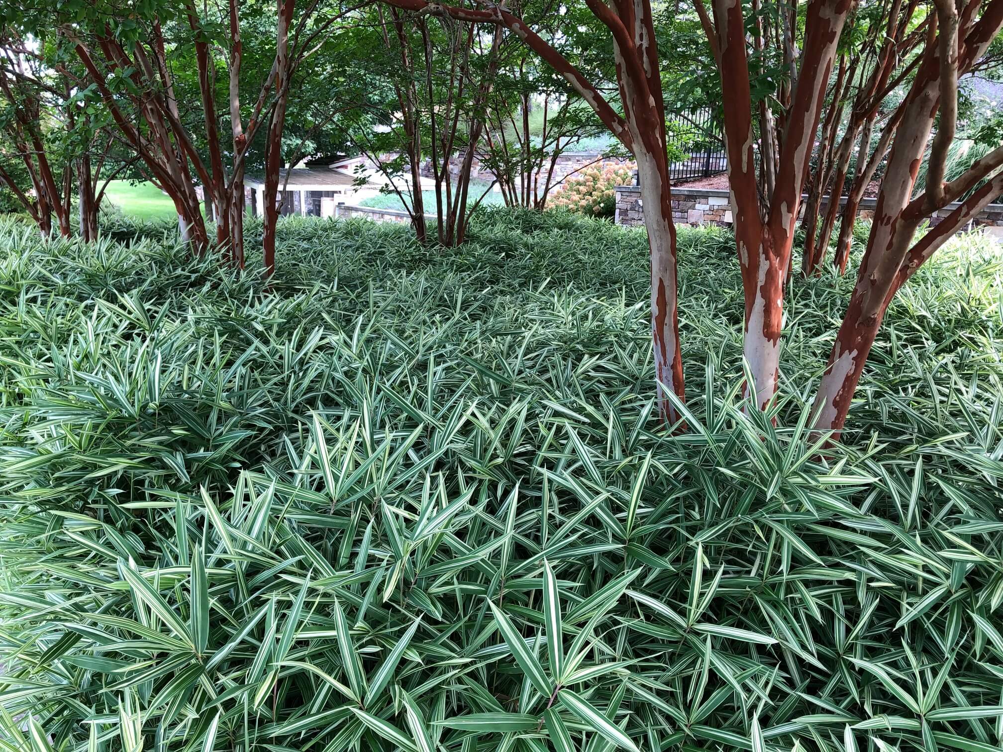 Grove of Crepe Myrtle Natchez | Landscape Design Blog