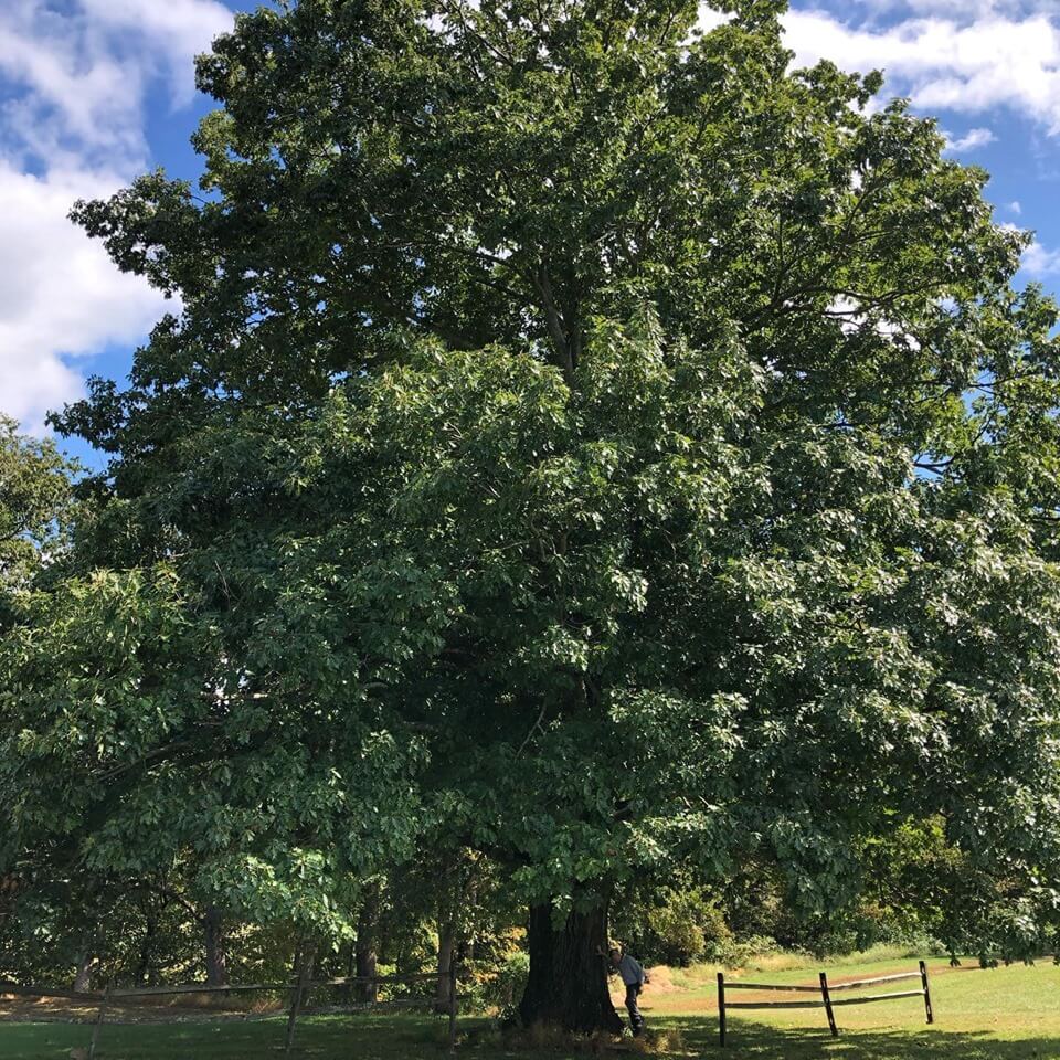 Massive Red Oak Tree | Far Hills, NJ | Landscape Design Blog