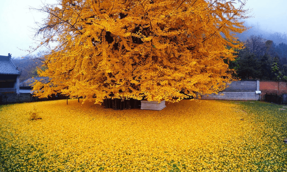 Secret of the Ginko Tree | Landscape Design Blog